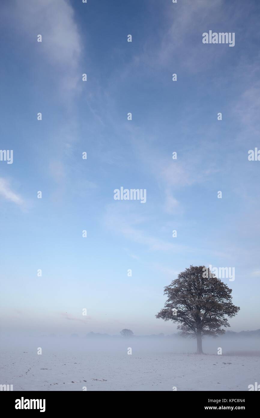 SINGLE WINTER TREE IN A FIELD WITH MIST Stock Photo - Alamy