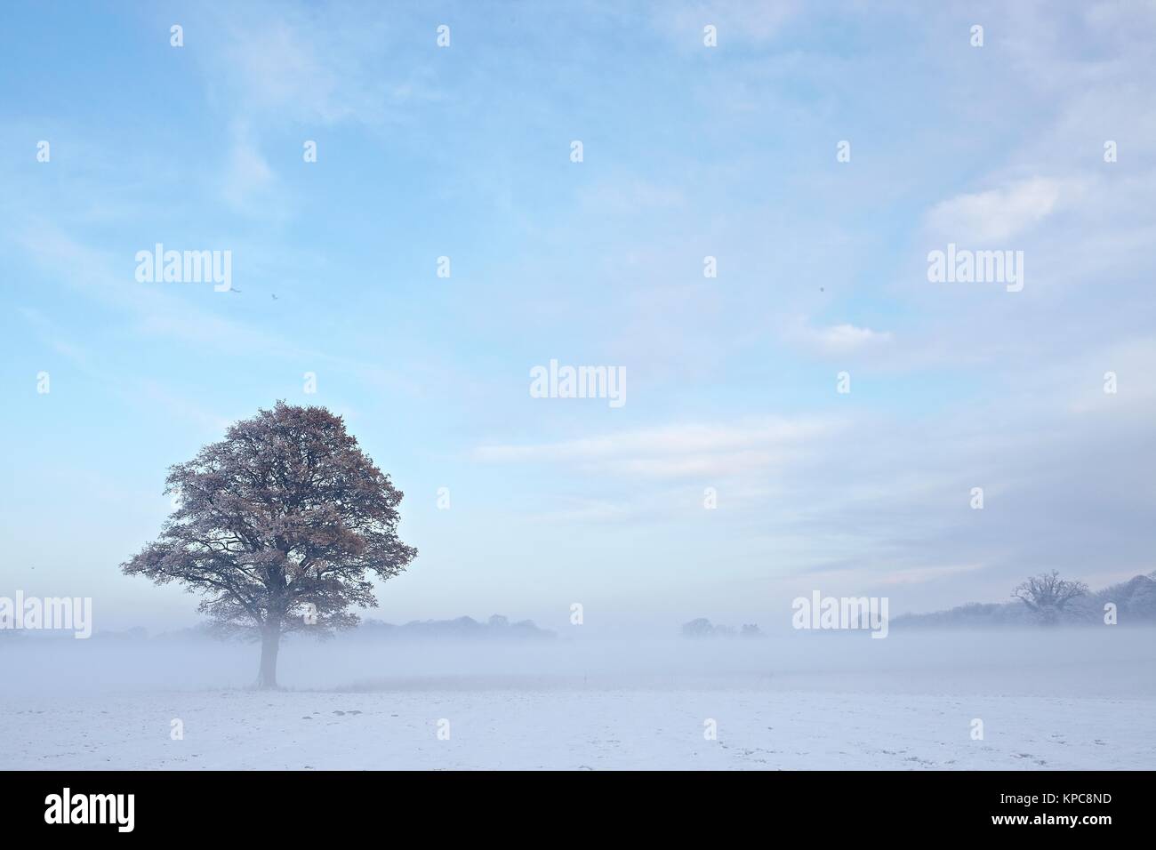 SINGLE WINTER TREE IN A FIELD WITH MIST Stock Photo - Alamy