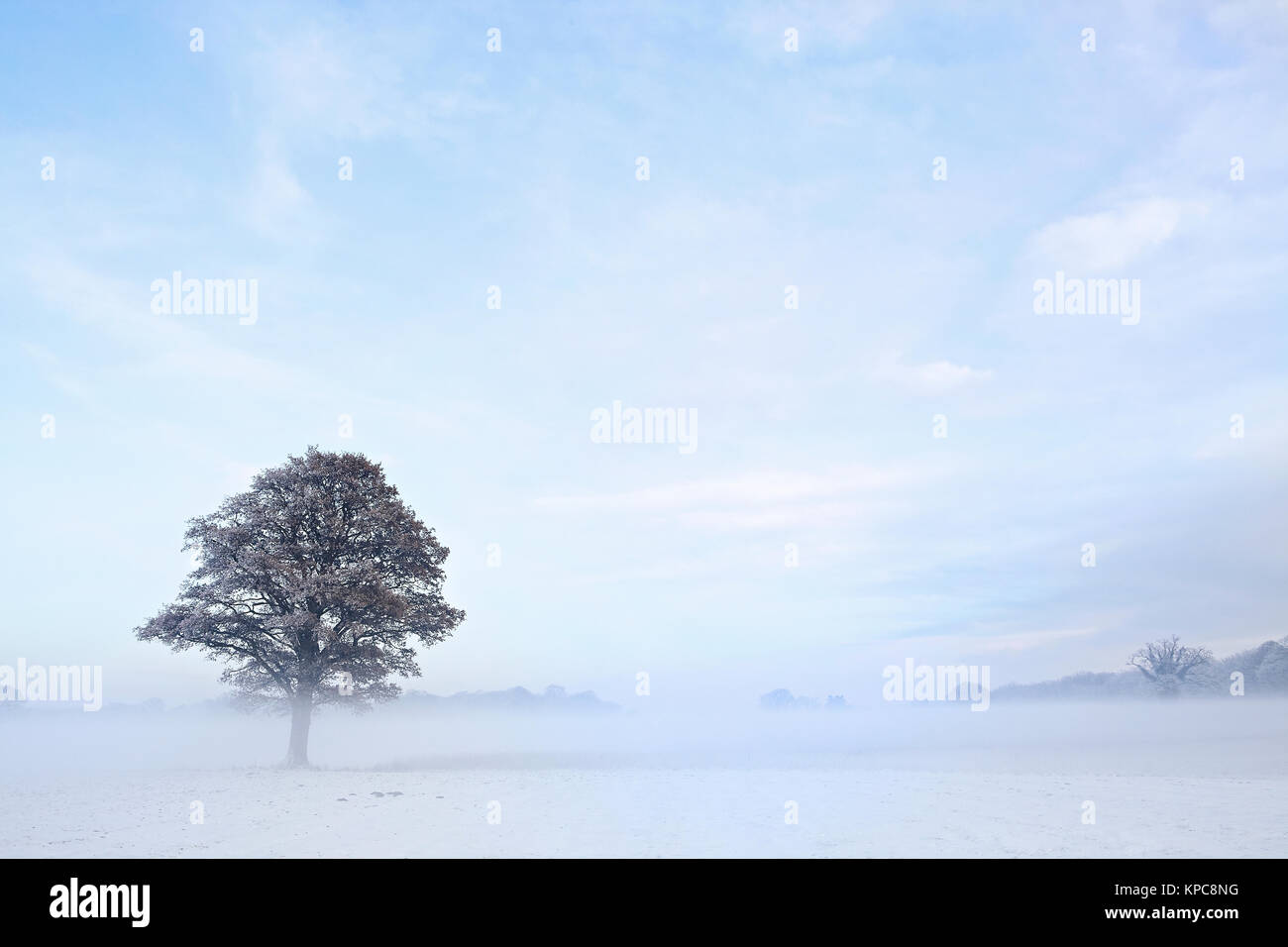 SINGLE WINTER TREE IN A FIELD WITH MIST Stock Photo - Alamy