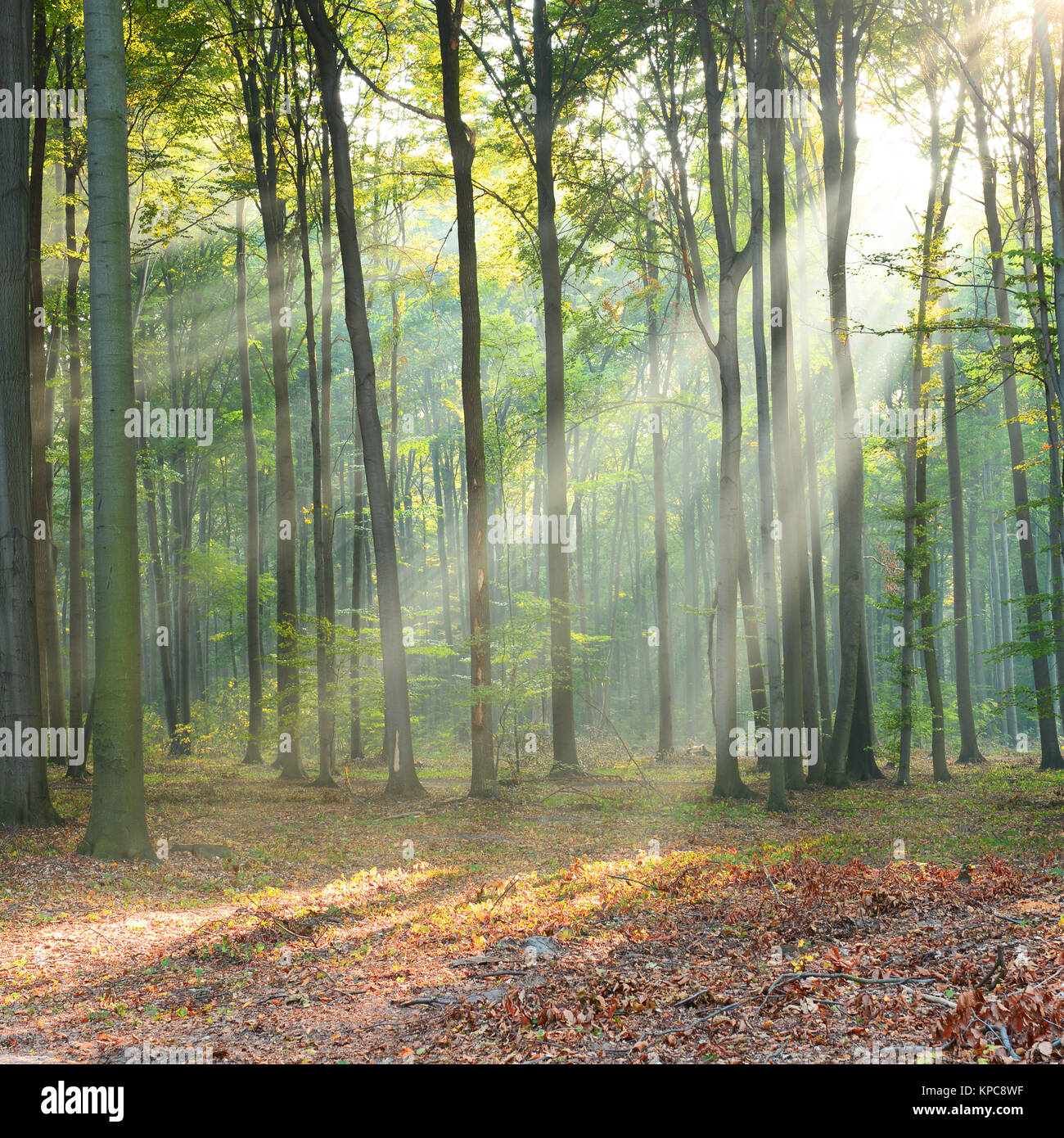 Morning in the forest Stock Photo - Alamy
