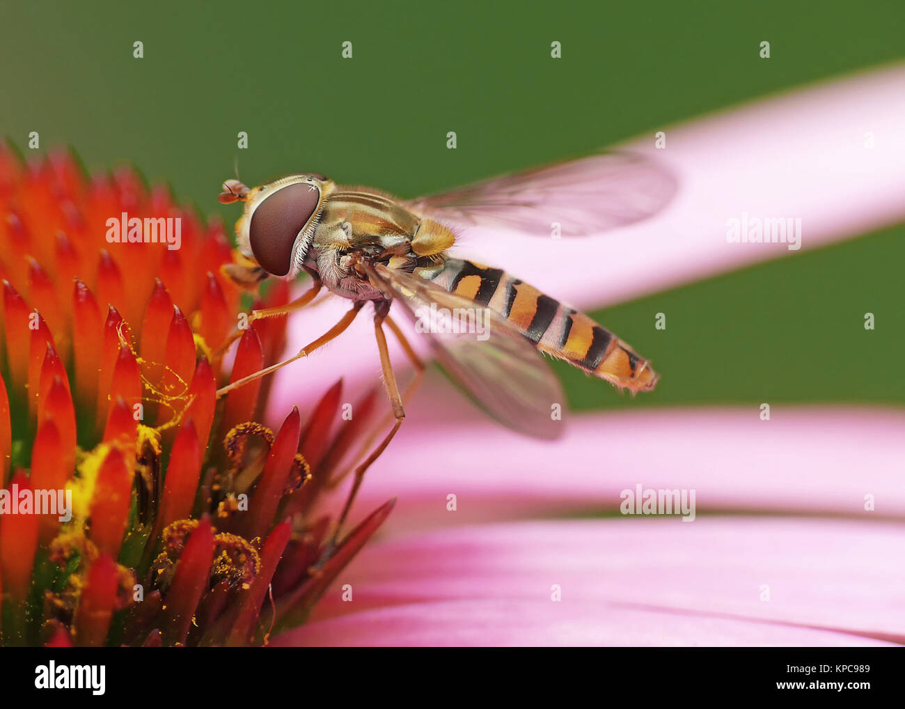 Hain hoverfly hi-res stock photography and images - Alamy