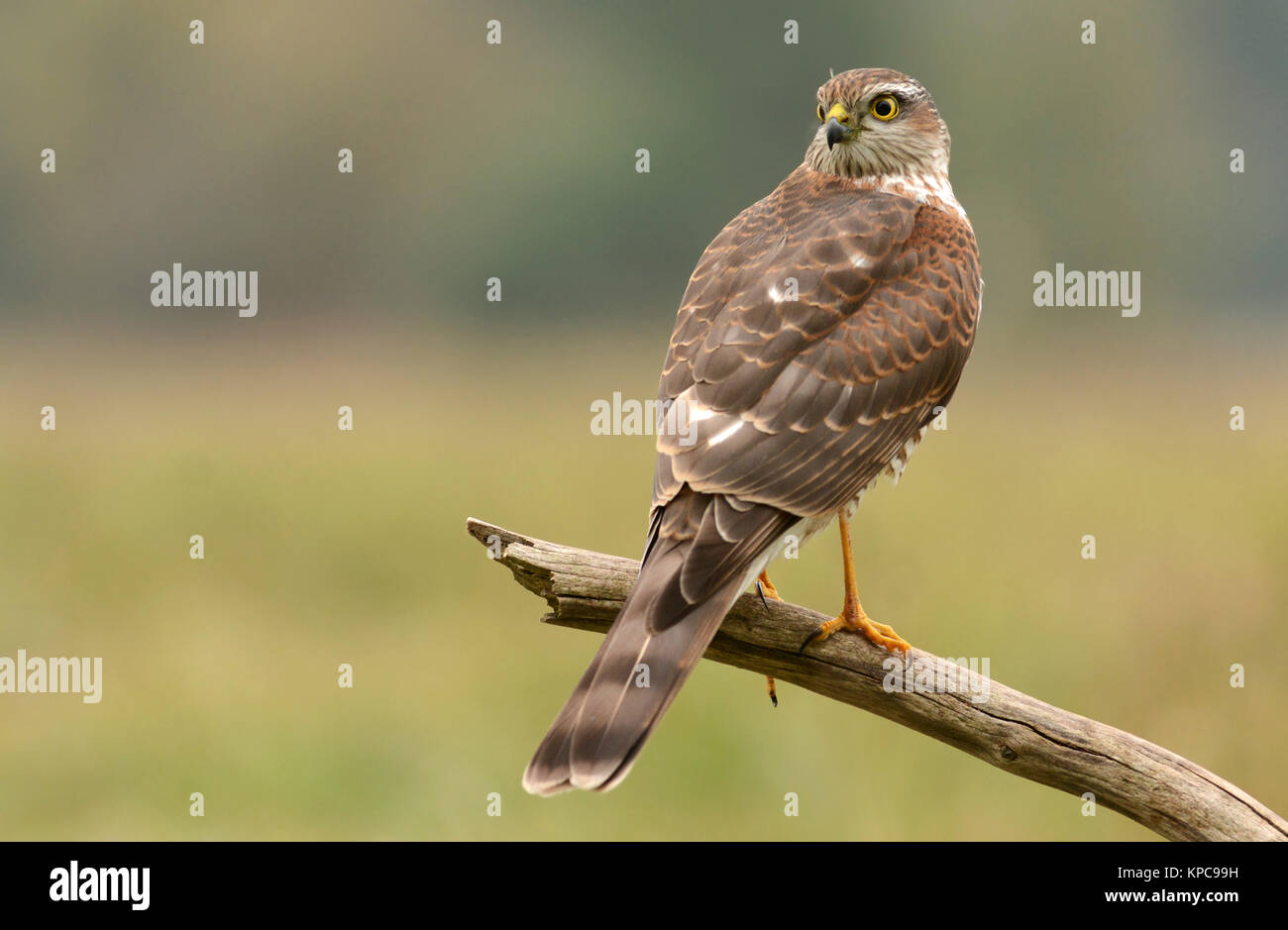 Eurasian sparrowhawk (Accipiter nisus Stock Photo - Alamy