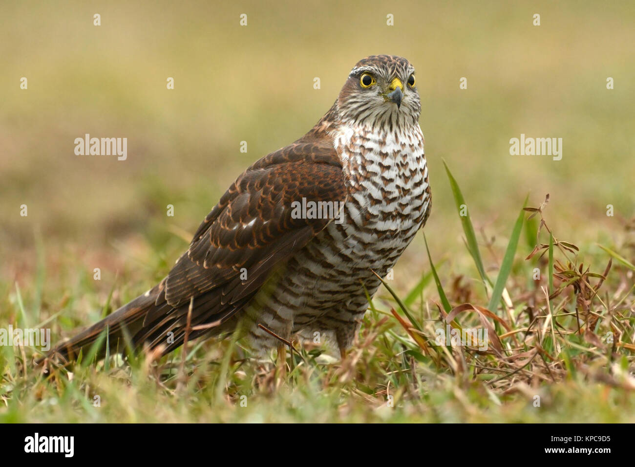 Eurasian sparrowhawk (Accipiter nisus Stock Photo - Alamy