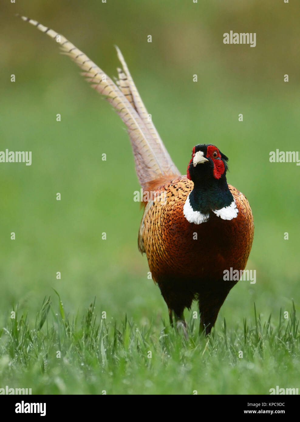 Ringneck Pheasant (Phasianus colchicus Stock Photo - Alamy