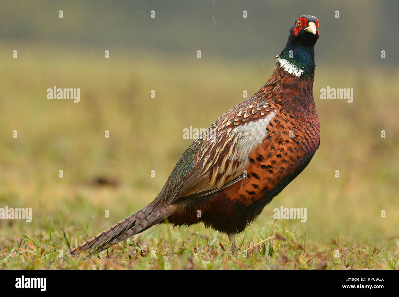 Ringneck Pheasant (Phasianus colchicus Stock Photo - Alamy