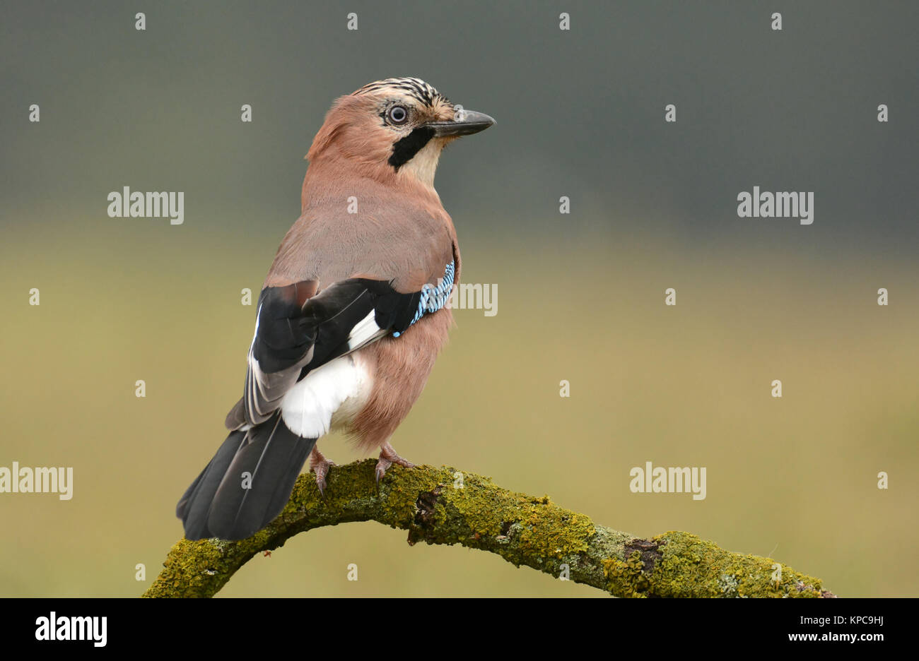 Jay bird on a branch Stock Photo - Alamy
