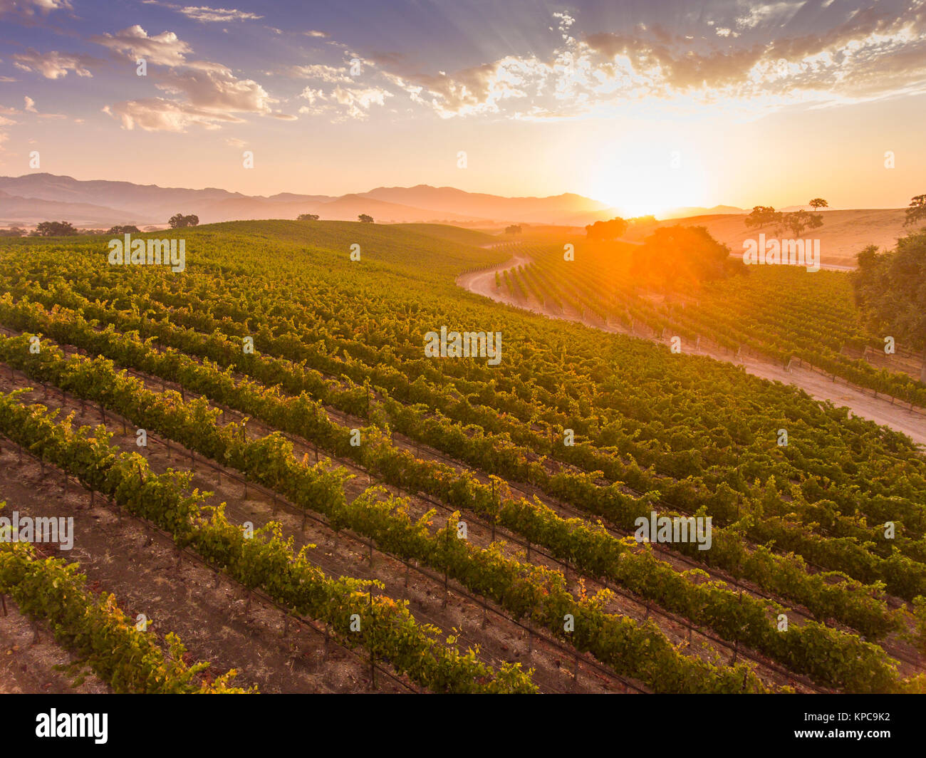 Aerial view of vineyard hi-res stock photography and images - Alamy
