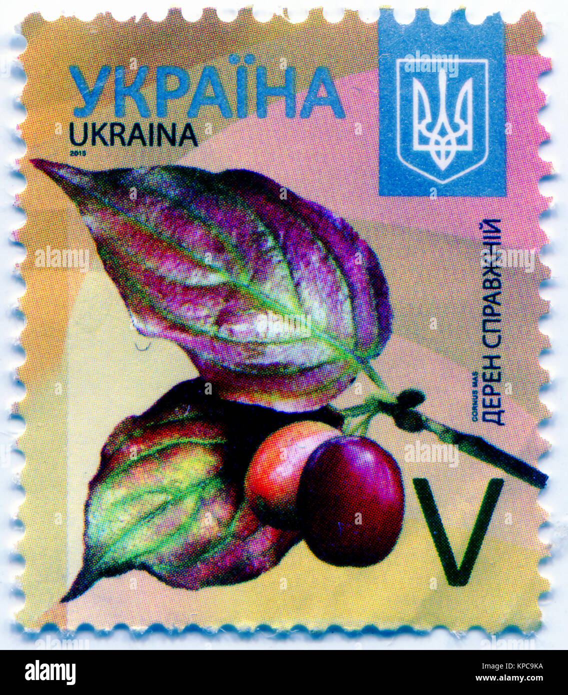 A series of "Flora of Ukraine”. Postage stamp shows the image of Cornus ...
