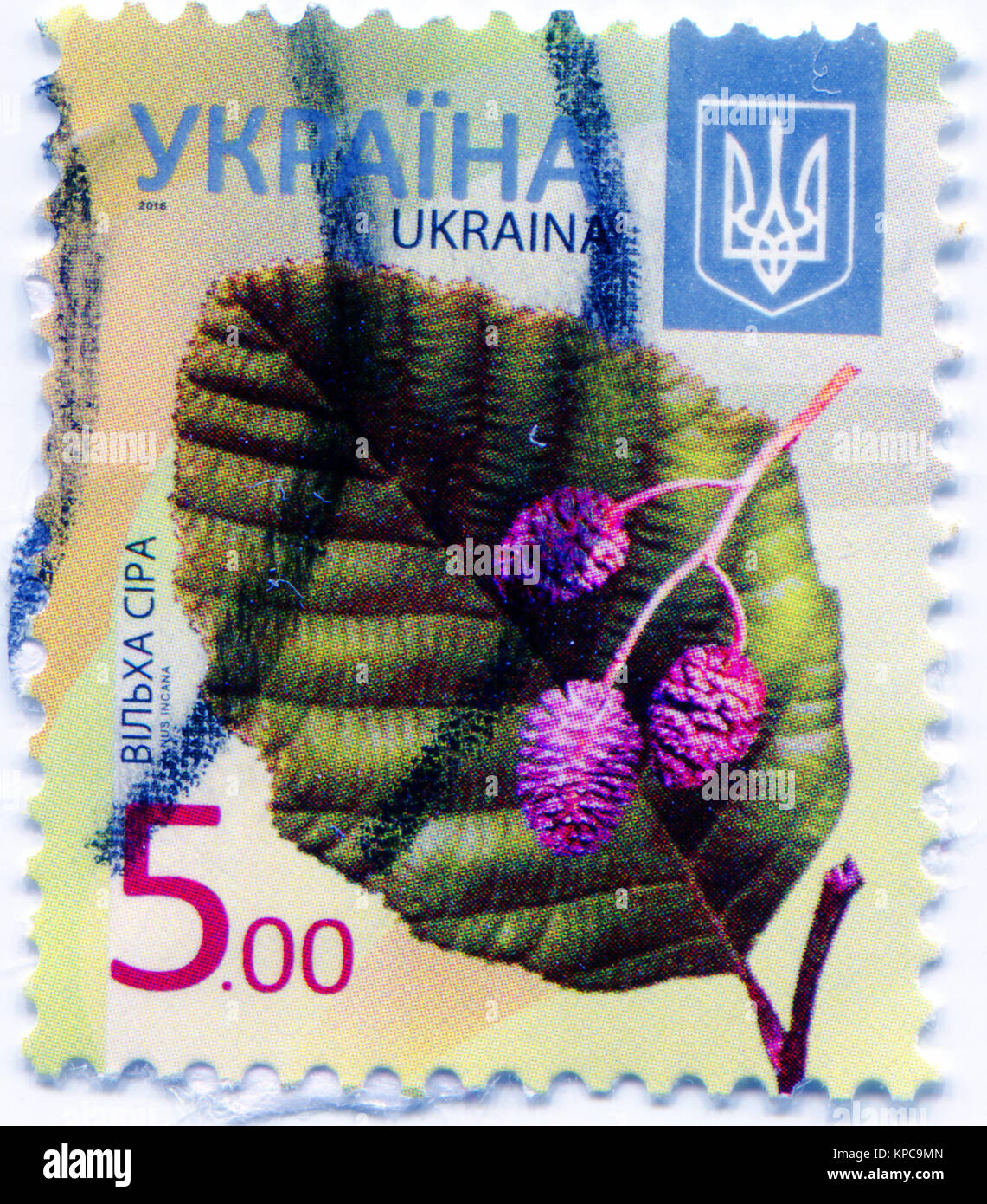 A series of "Flora of Ukraine”. Postage stamp shows the image of Alnus ...