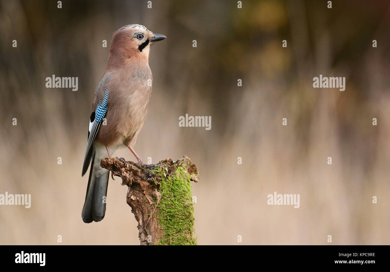Jay bird on a branch Stock Photo - Alamy