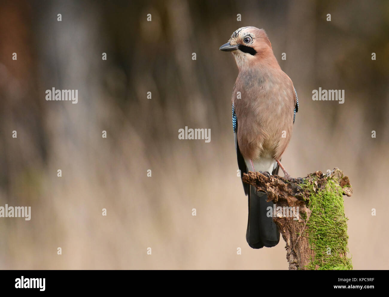 Jay bird on a branch Stock Photo - Alamy