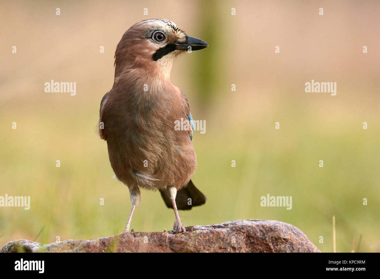 Jay bird on a branch Stock Photo - Alamy