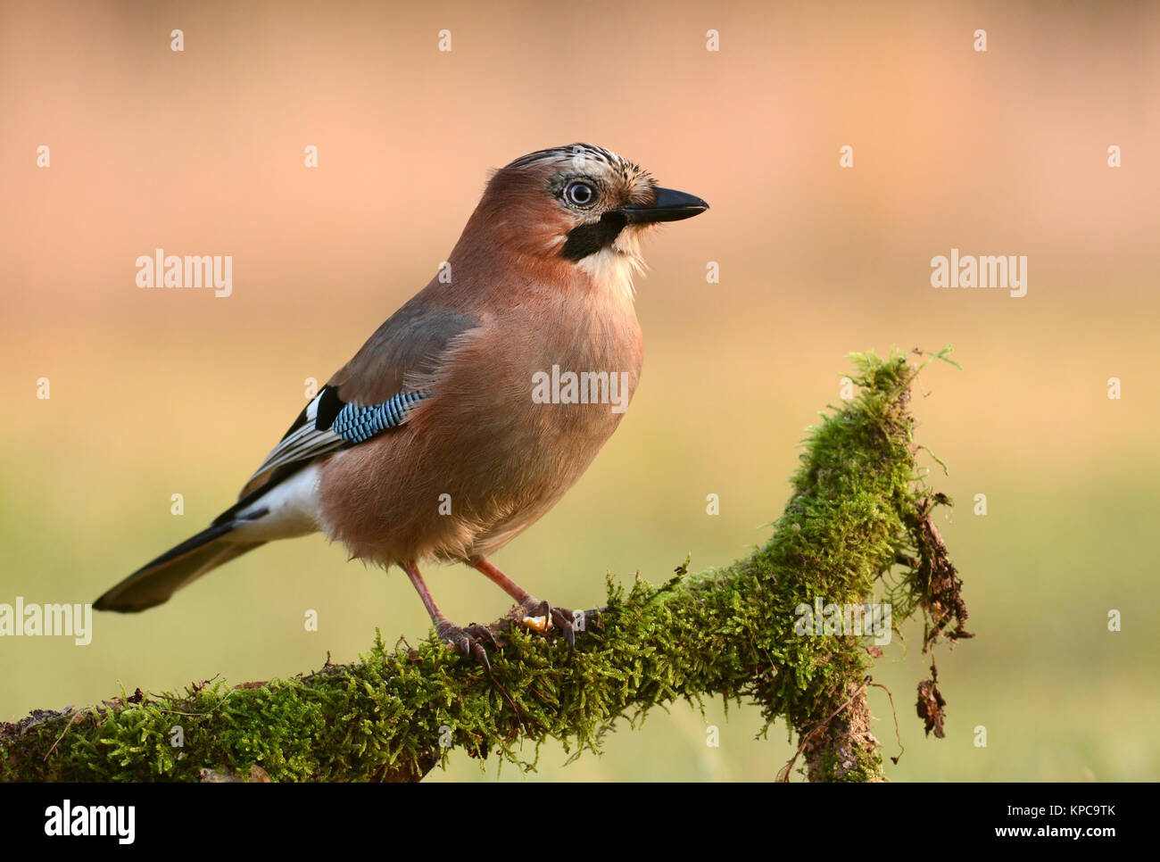 Jay bird on a branch Stock Photo - Alamy