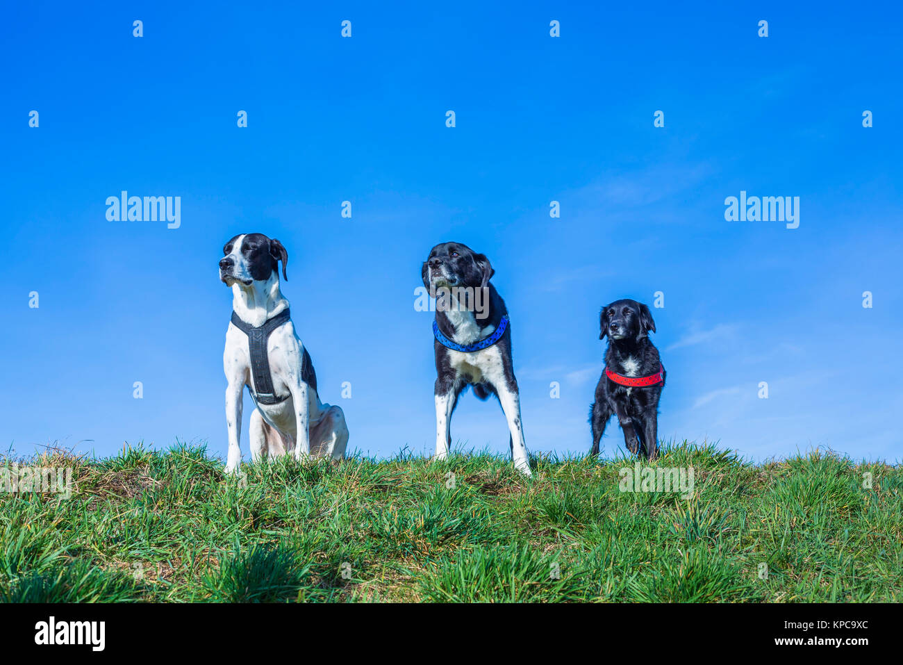 Gassi dogs hi-res stock photography and images - Alamy