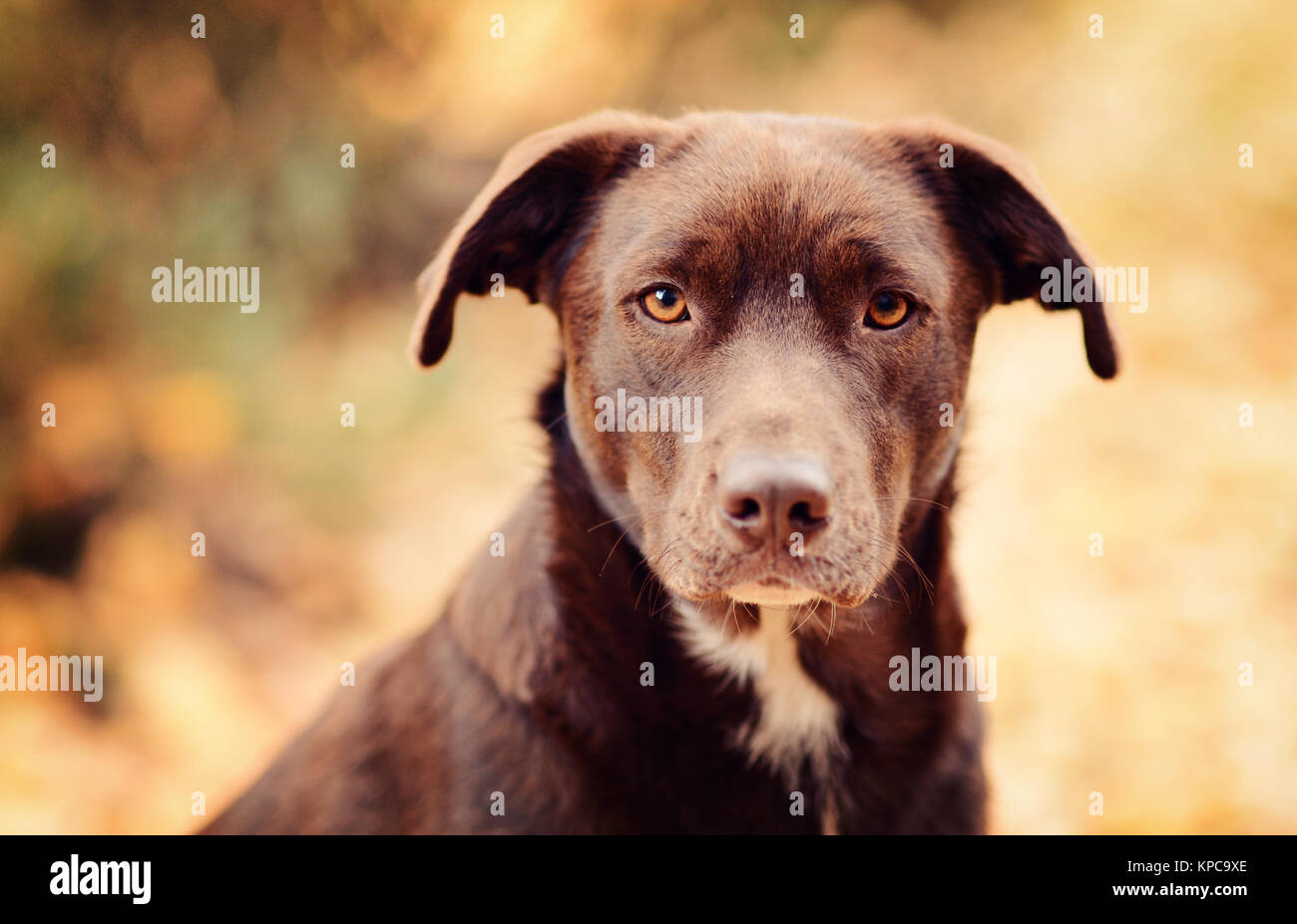dog in autumn scenery Stock Photo - Alamy