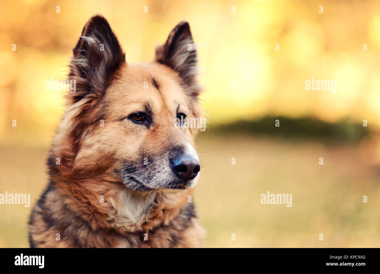 dog in autumn scenery Stock Photo - Alamy