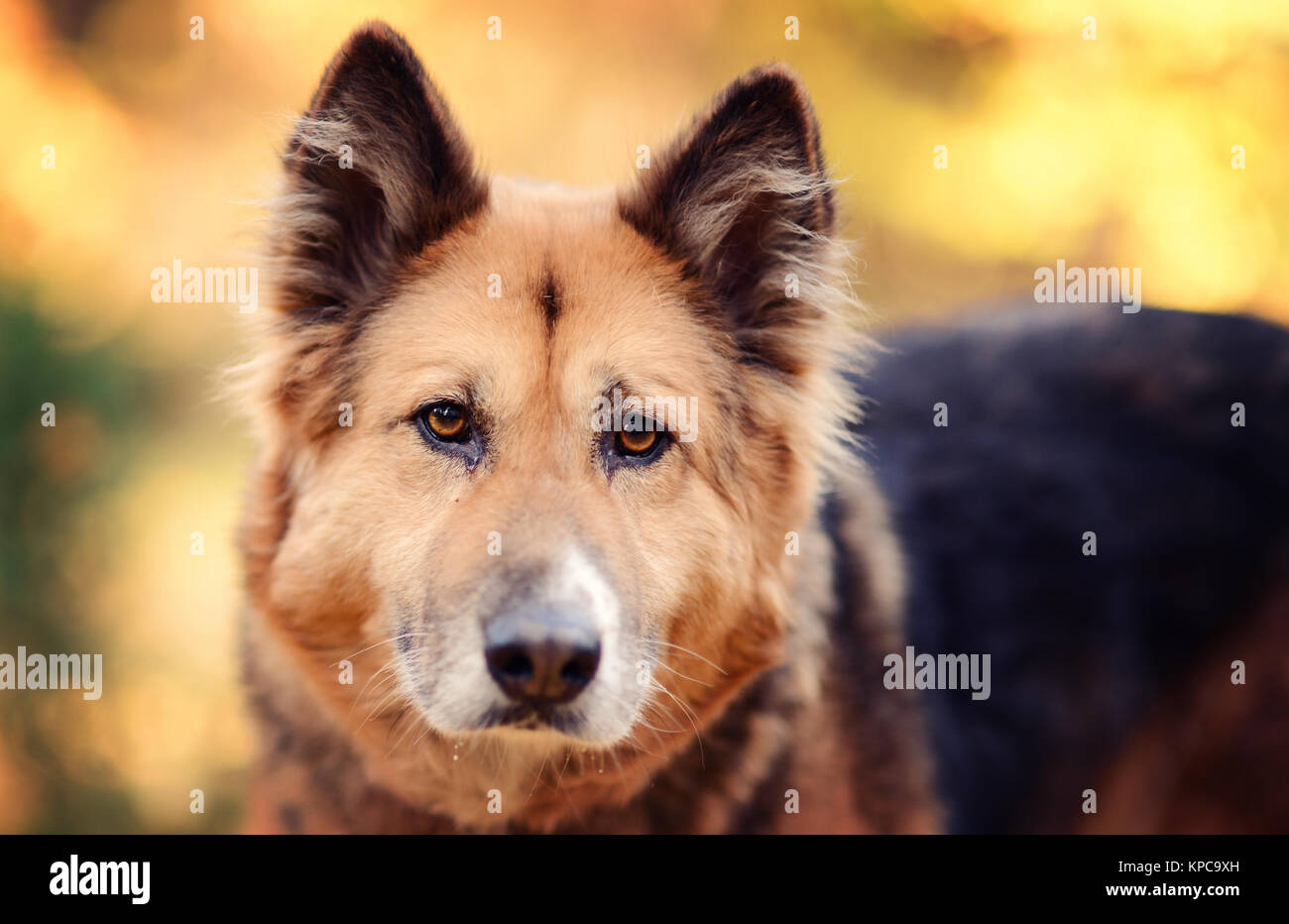 dog in autumn scenery Stock Photo - Alamy