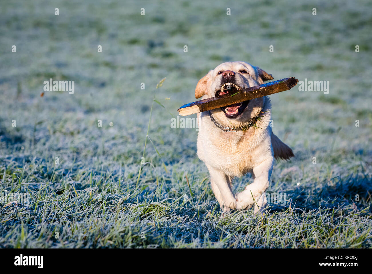 Labrador breeding hi-res stock photography and images - Alamy