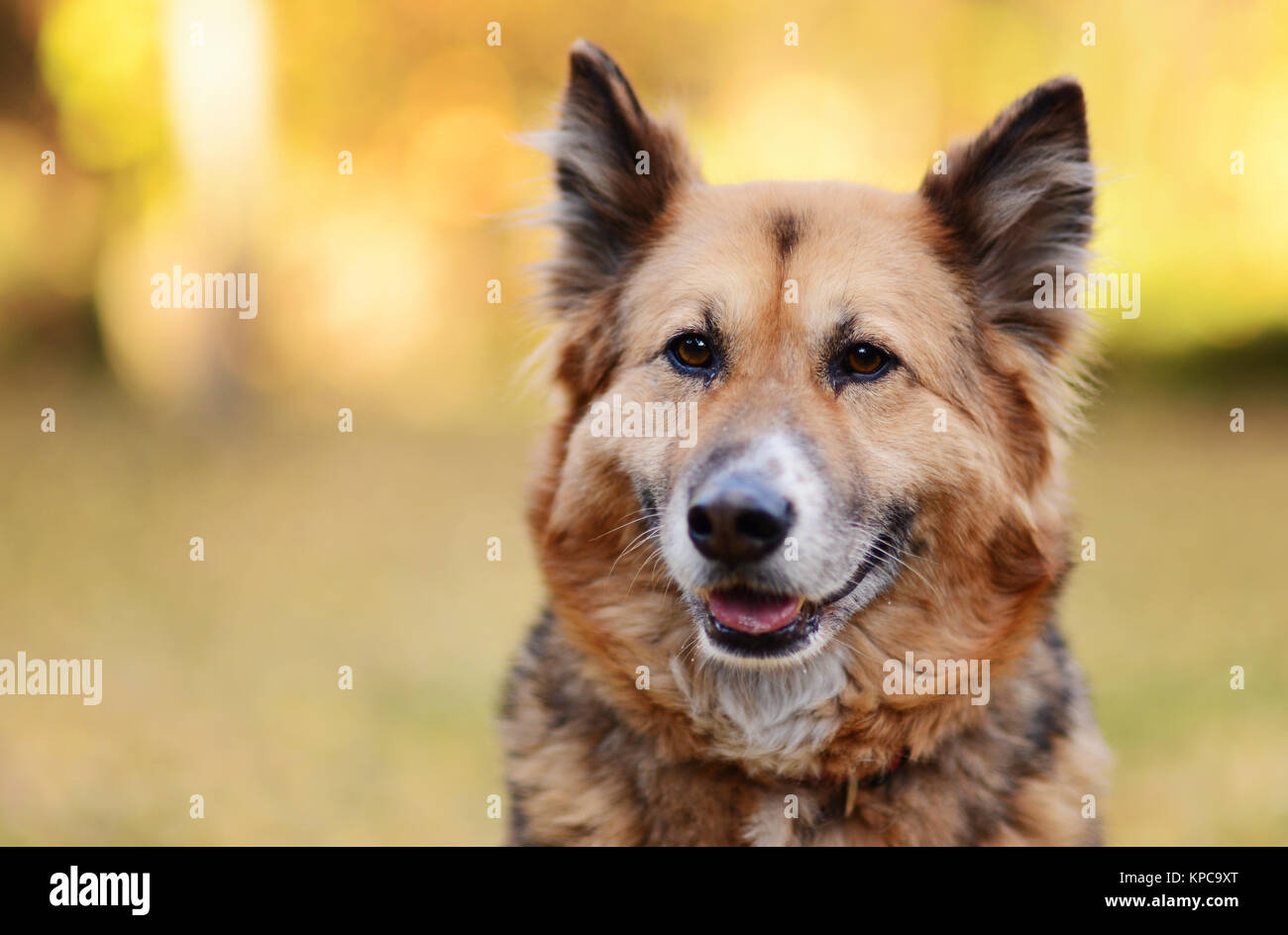 dog in autumn scenery Stock Photo - Alamy