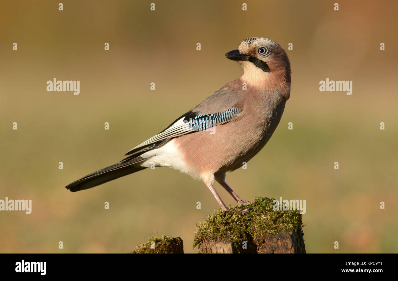 Jay bird (Garrulus glandarius Stock Photo - Alamy