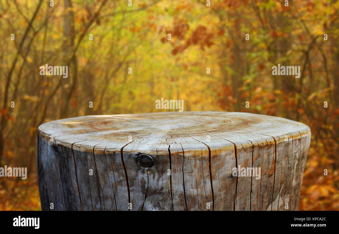 Empty tree trunk for display montages Stock Photo - Alamy