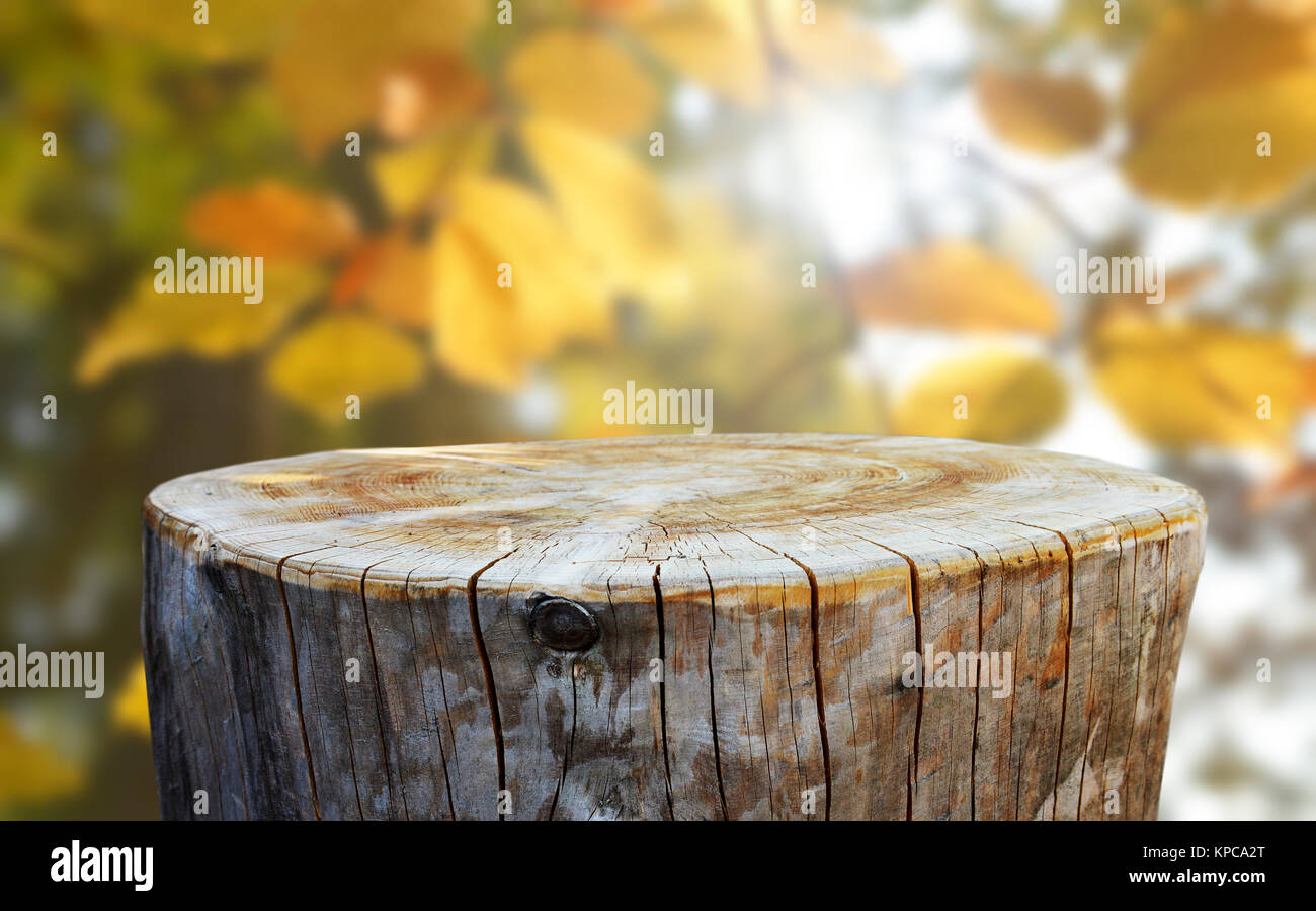 Empty tree trunk for display montages Stock Photo - Alamy