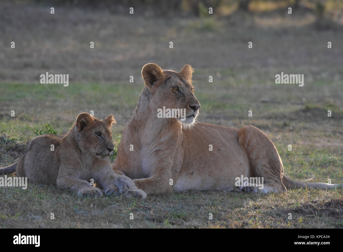 Kenya is a prime tourist destination in East Africa. Famous for ...