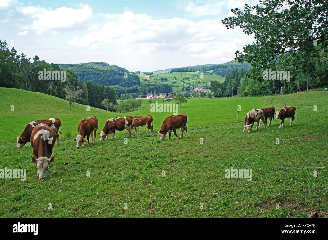 Browsing cows hi-res stock photography and images - Alamy