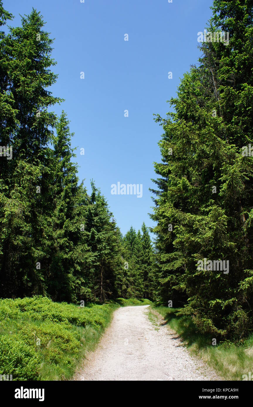 walking on the rennsteig Stock Photo - Alamy