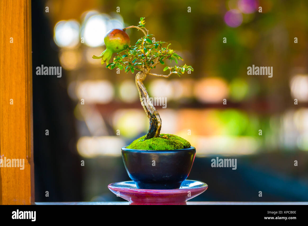 Shaping bonsai tree hi-res stock photography and images - Alamy