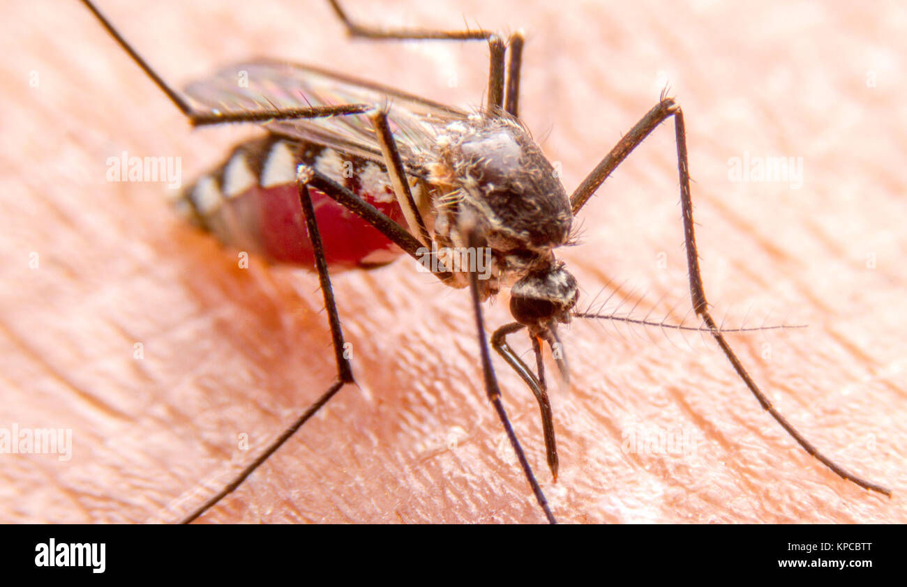 Close-up of mosquito sucking blood,Mosquitoes are spreading germs Stock ...