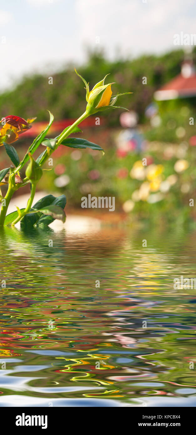 Water Ripple and reflections of Flora on water Stock Photo - Alamy