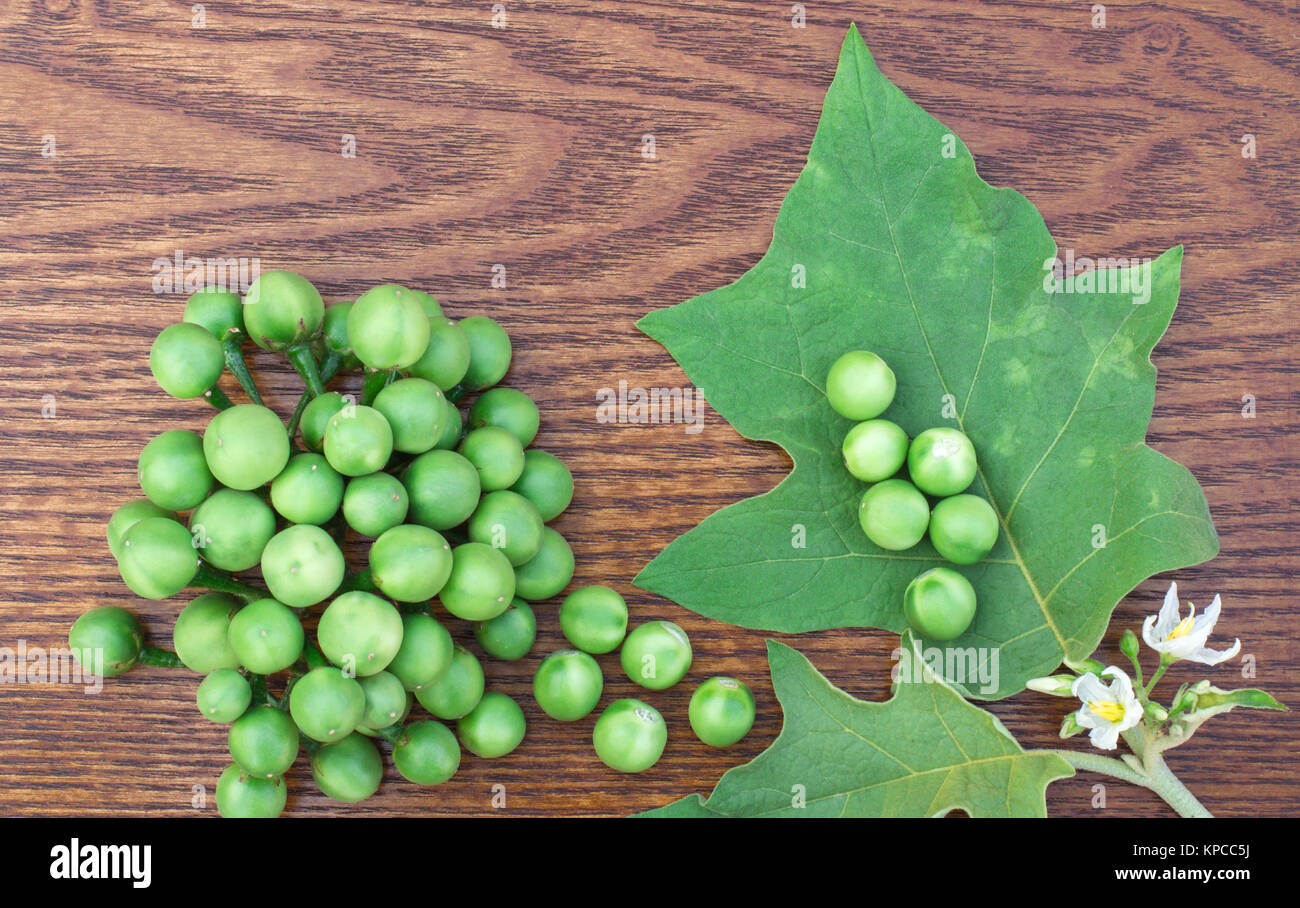 Turkey Berry High Resolution Stock Photography and Images - Alamy