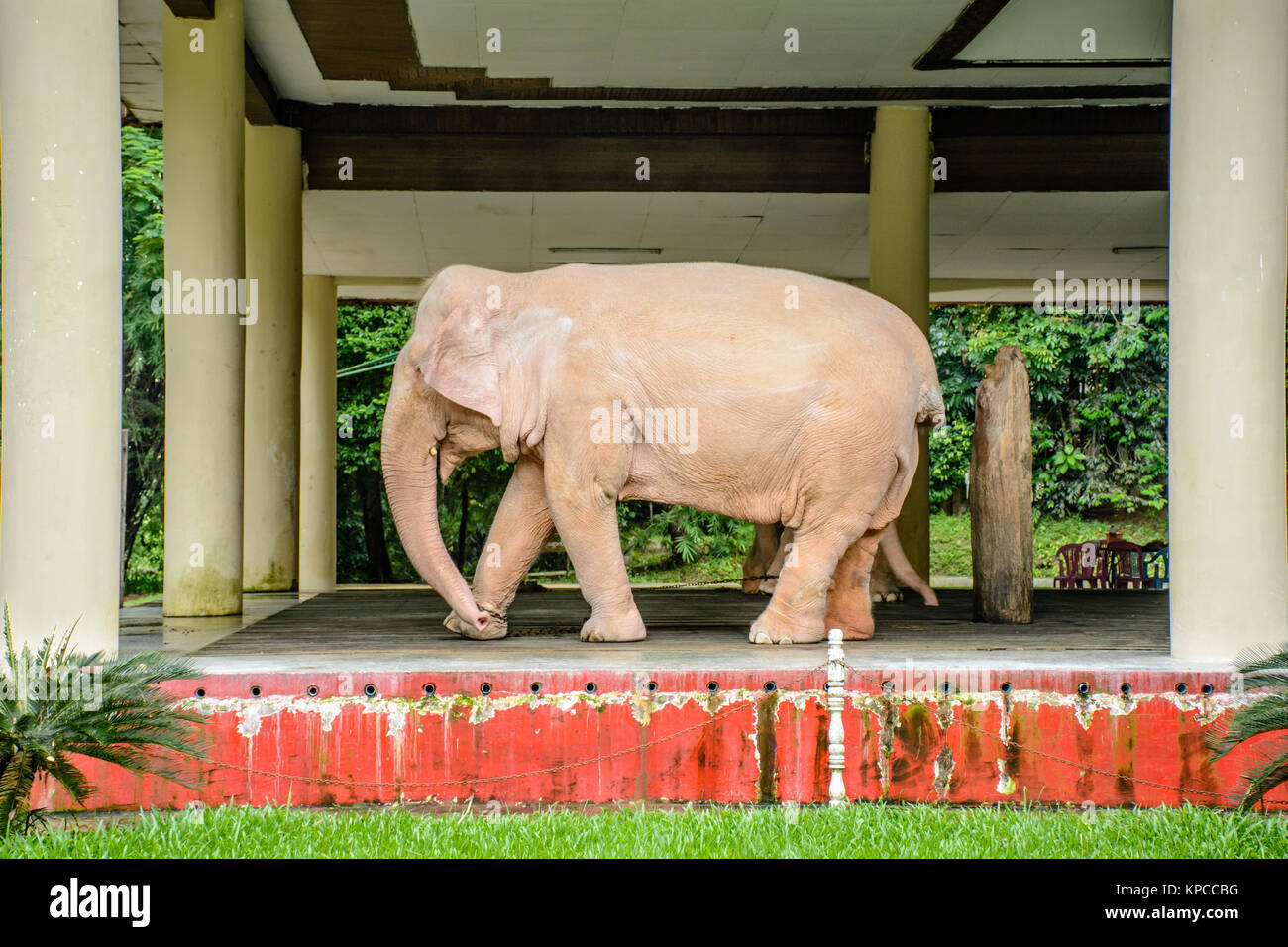 white elephant in Min Dhama Hill, Yangon, Myanmar, July-2017 Stock ...