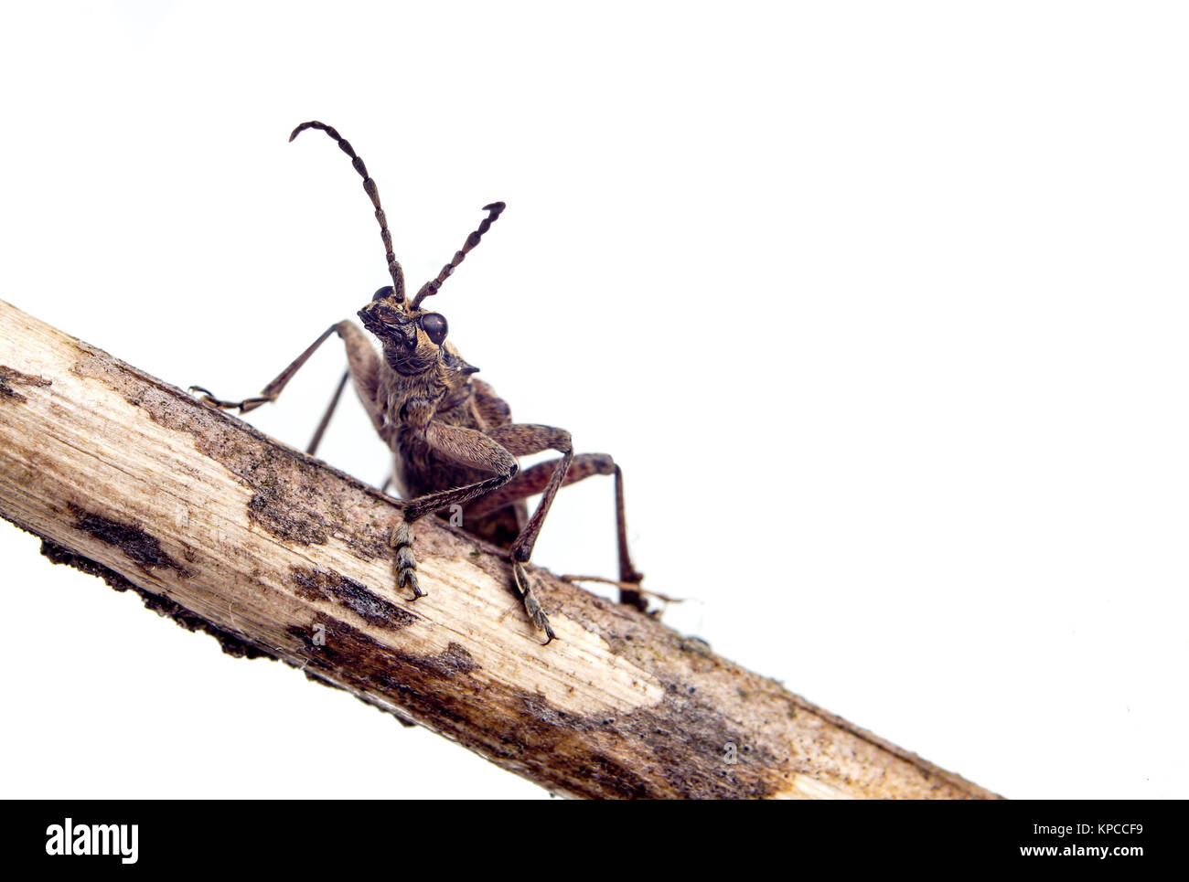 Live bug hi-res stock photography and images - Alamy