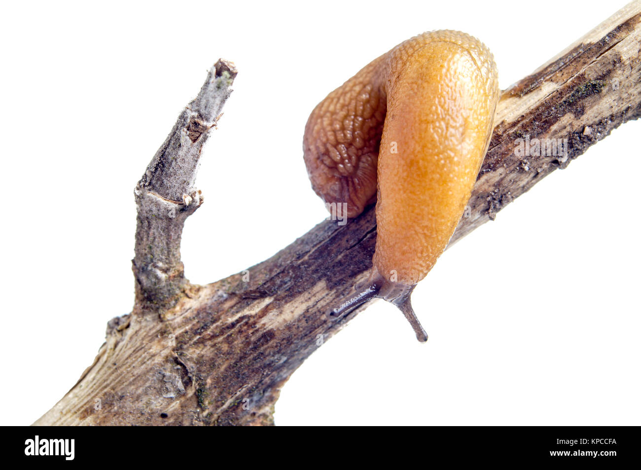 Slug detail hi-res stock photography and images - Alamy