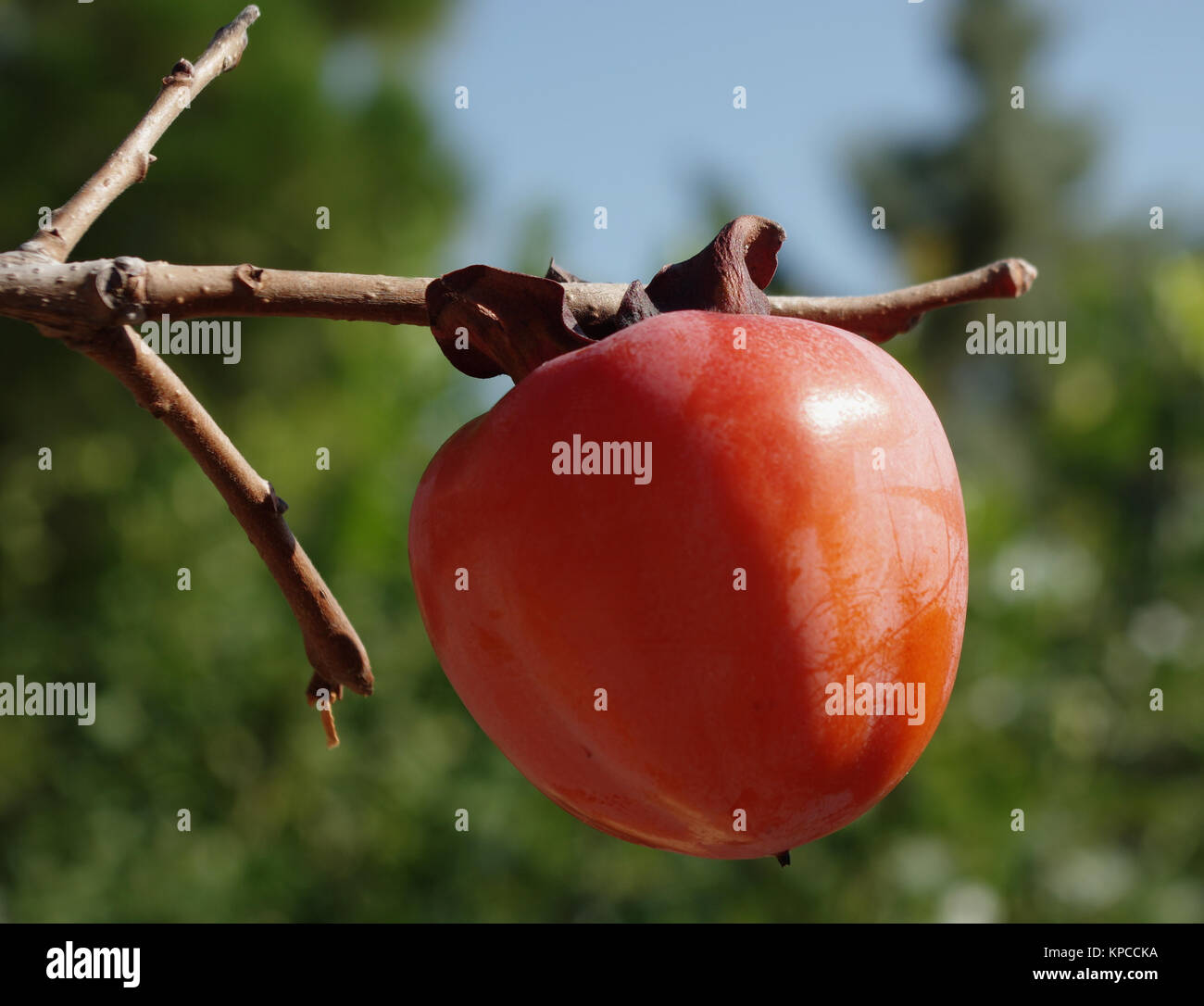 Ripe persimmon fruit Stock Photo - Alamy