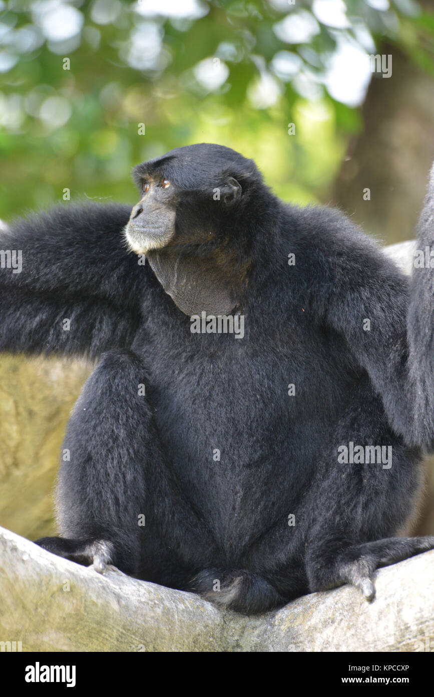 Black furred gibbon hi-res stock photography and images - Alamy