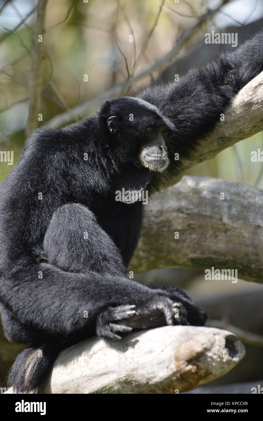 siamang (Symphalangus syndactylus) is an arboreal black-furred gibbon ...