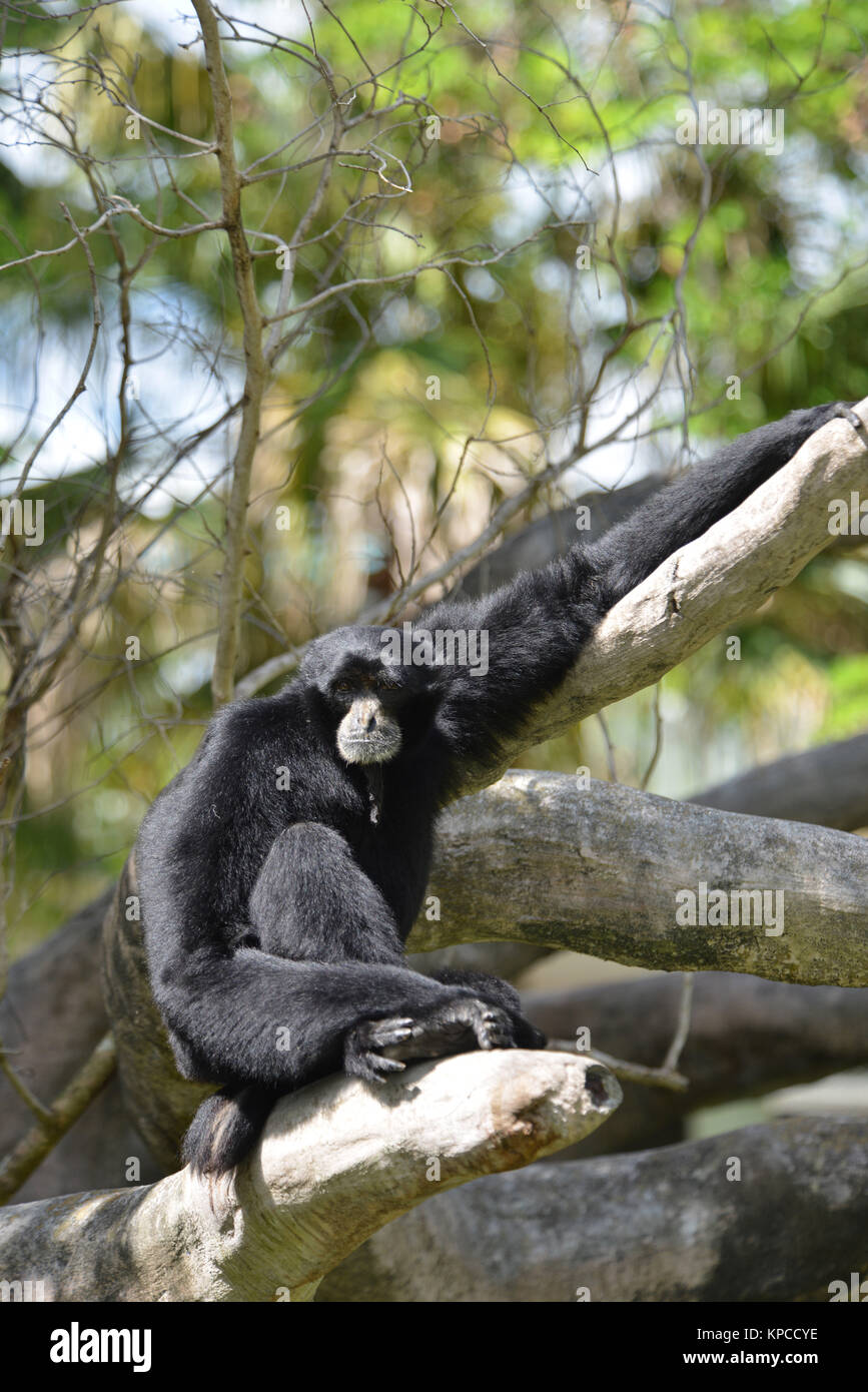 siamang (Symphalangus syndactylus) is an arboreal black-furred gibbon ...