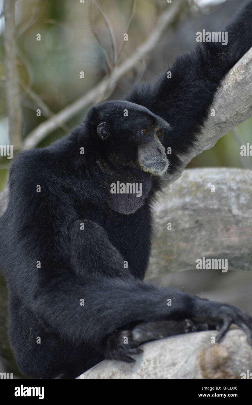 siamang (Symphalangus syndactylus) is an arboreal black-furred gibbon ...