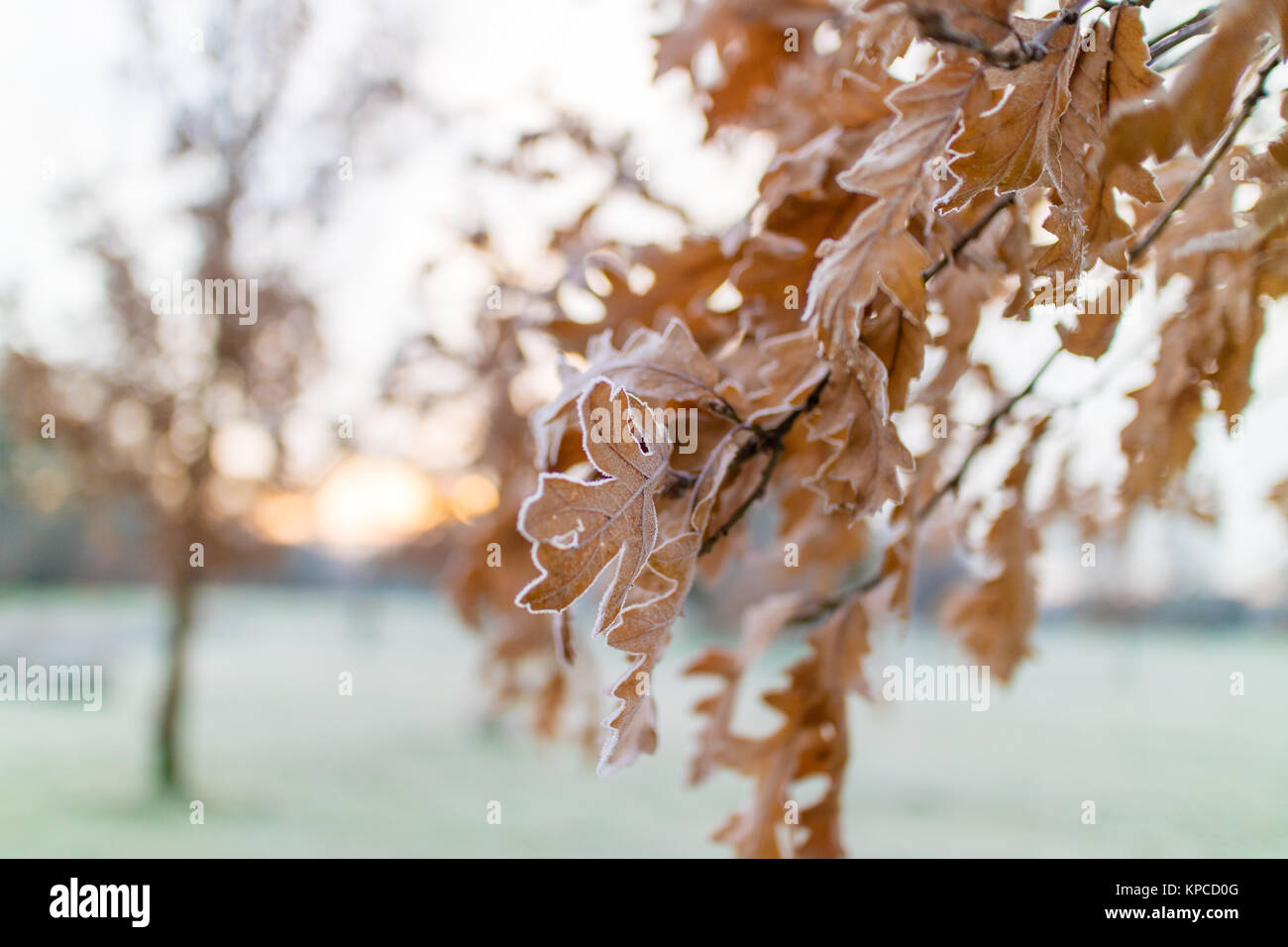 Frozen oak leaves on a tree in a park in Manchester on a cold frosty ...