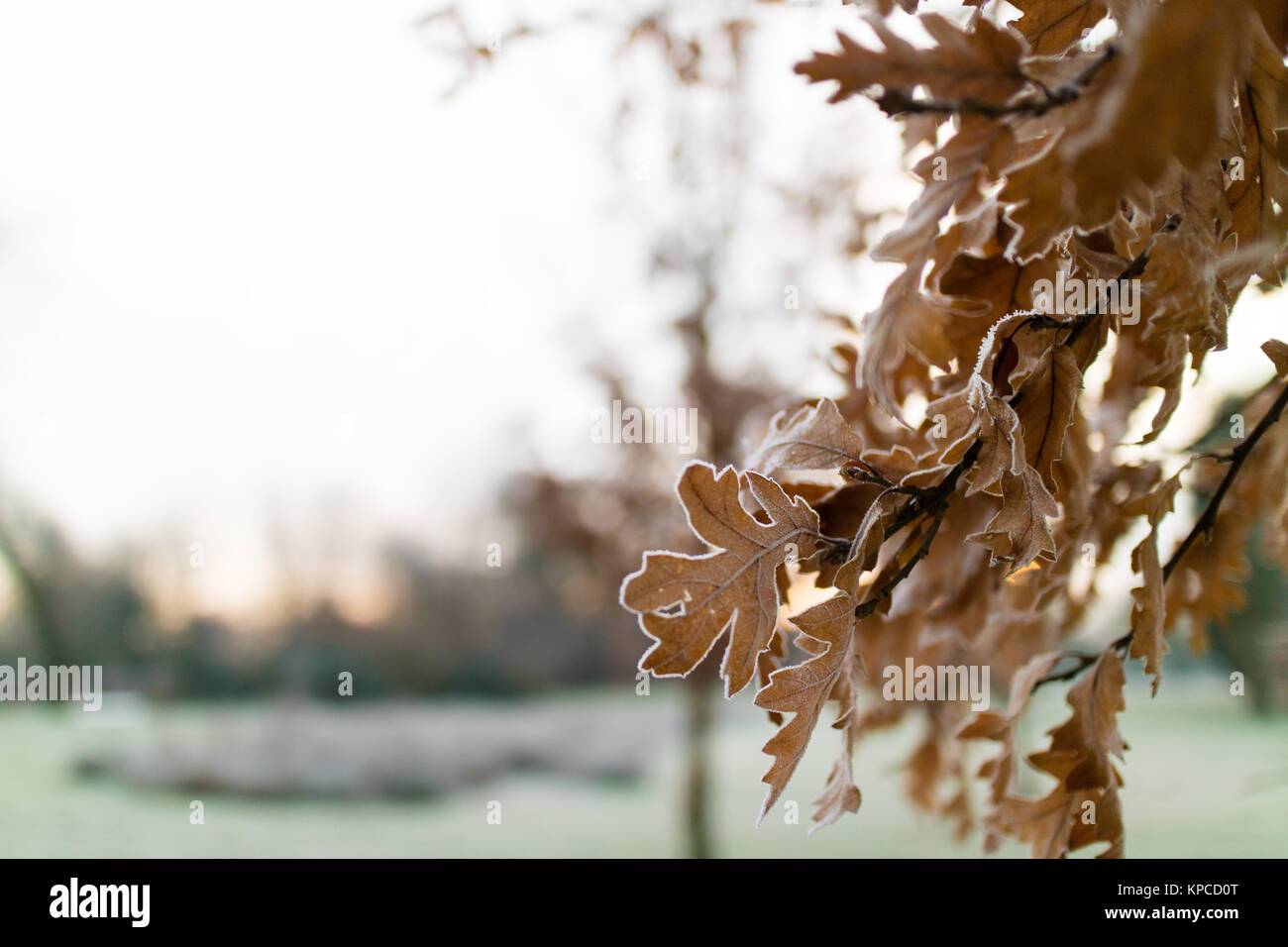 Frozen oak leaves on a tree in a park in Manchester on a cold frosty ...