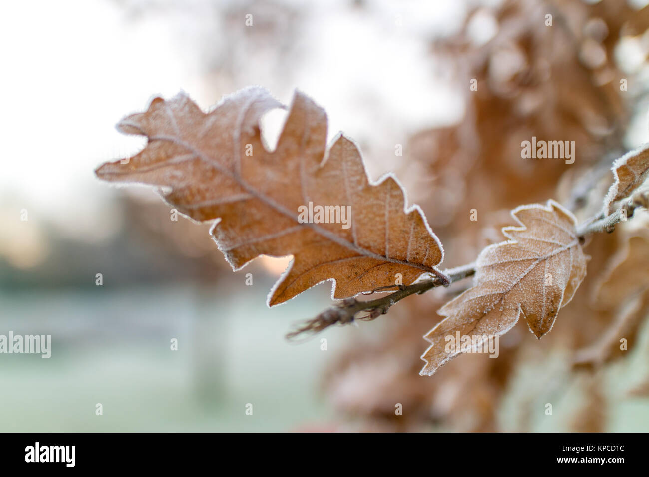 Frozen oak leaves on a tree in a park in Manchester on a cold frosty ...