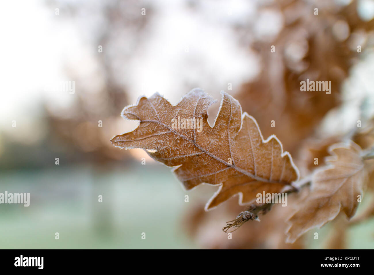 Frozen oak leaves on a tree in a park in Manchester on a cold frosty ...