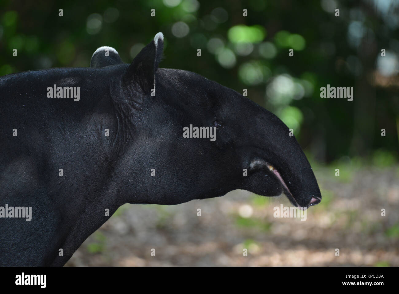 Malayan tapir, Tapirus indicus Miami, Florida, USA Stock Photo - Alamy