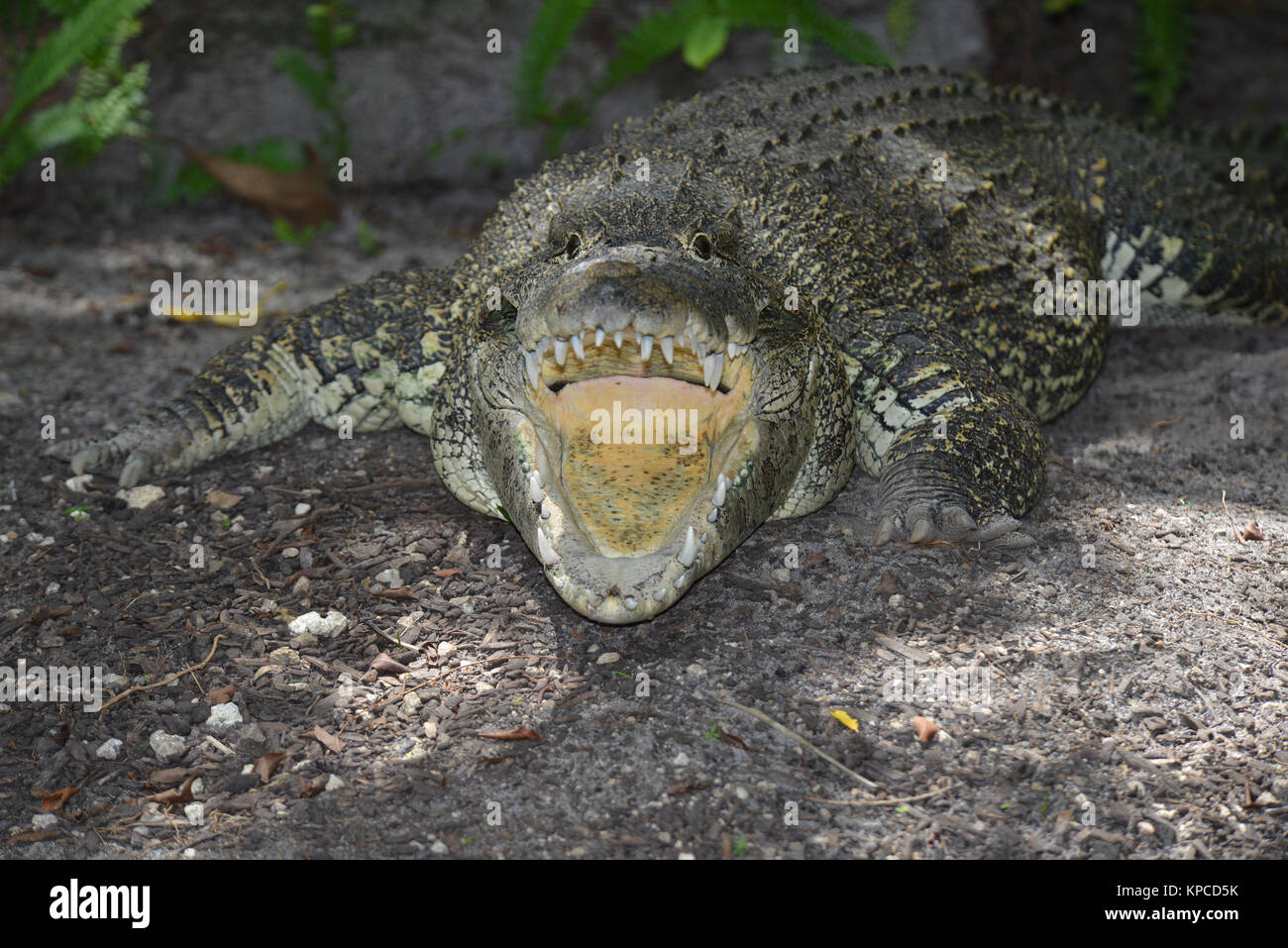 Cuban Crocodile Crocodylus rhombifer Miami, Florida, USA Stock Photo ...