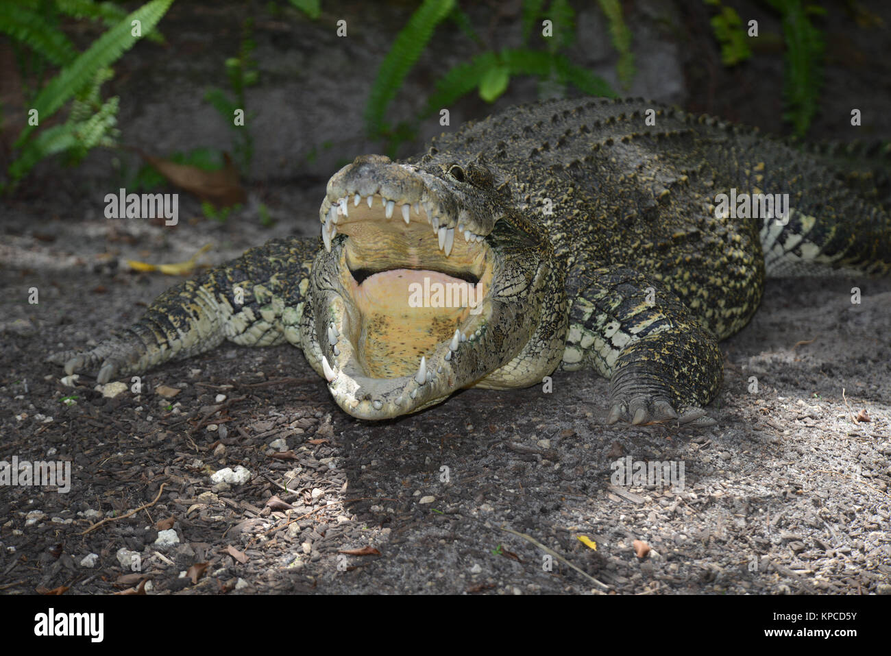 Cuban Crocodile Crocodylus rhombifer Miami, Florida, USA Stock Photo ...