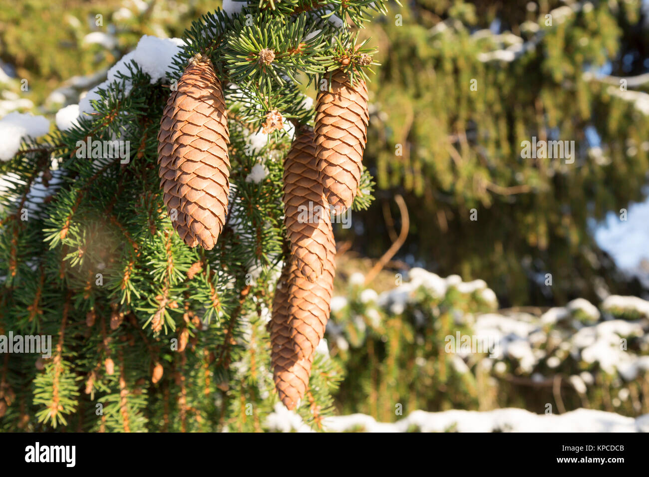 Cones in Spruce Tree Stock Photo - Alamy