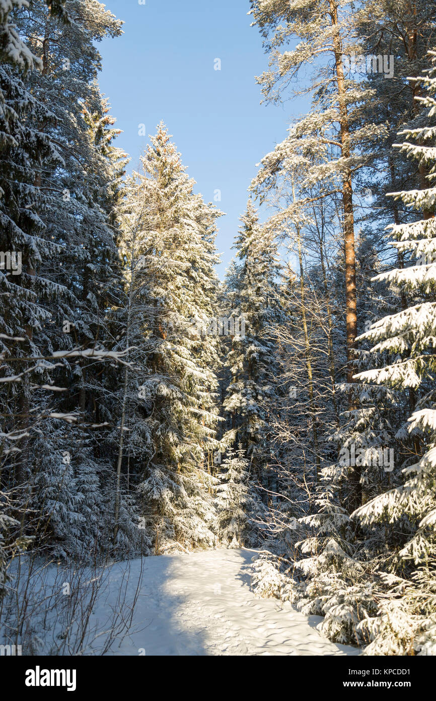 Forest in Winter Stock Photo - Alamy